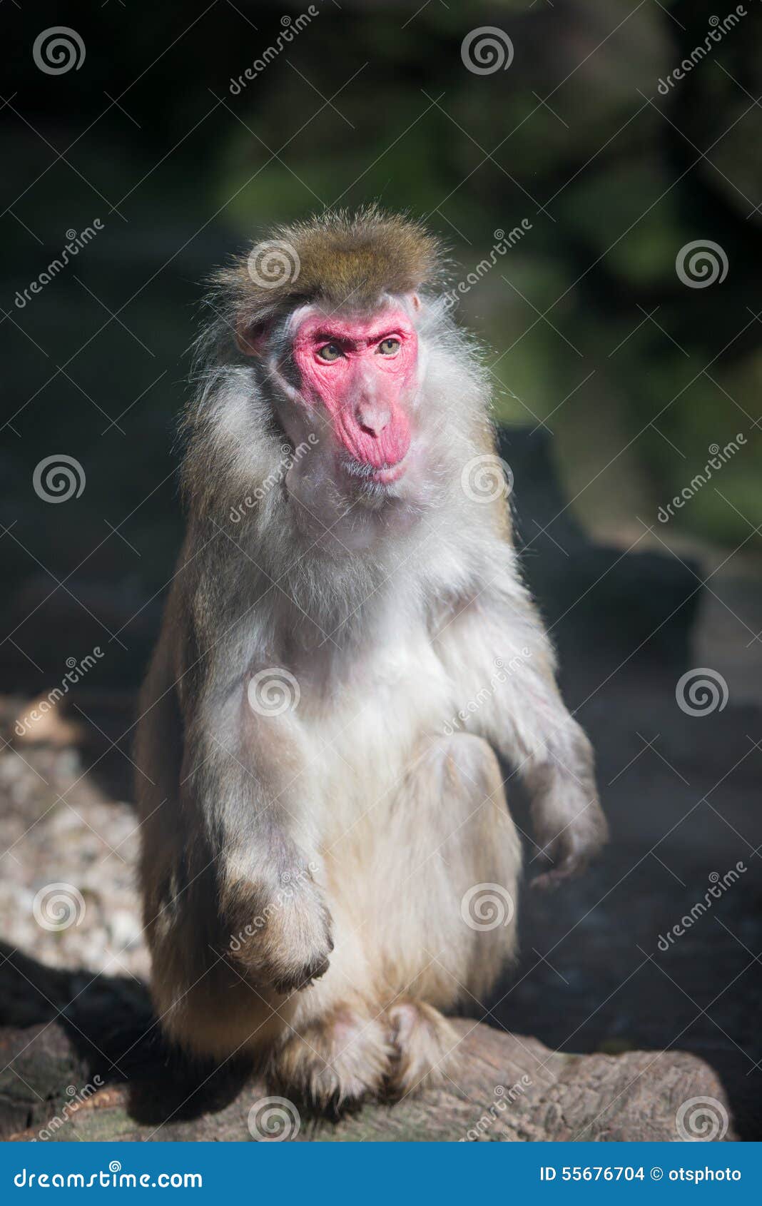 Red Faced Monkey in the Zoo Stock Photo - Image of monkey, outdoor ...