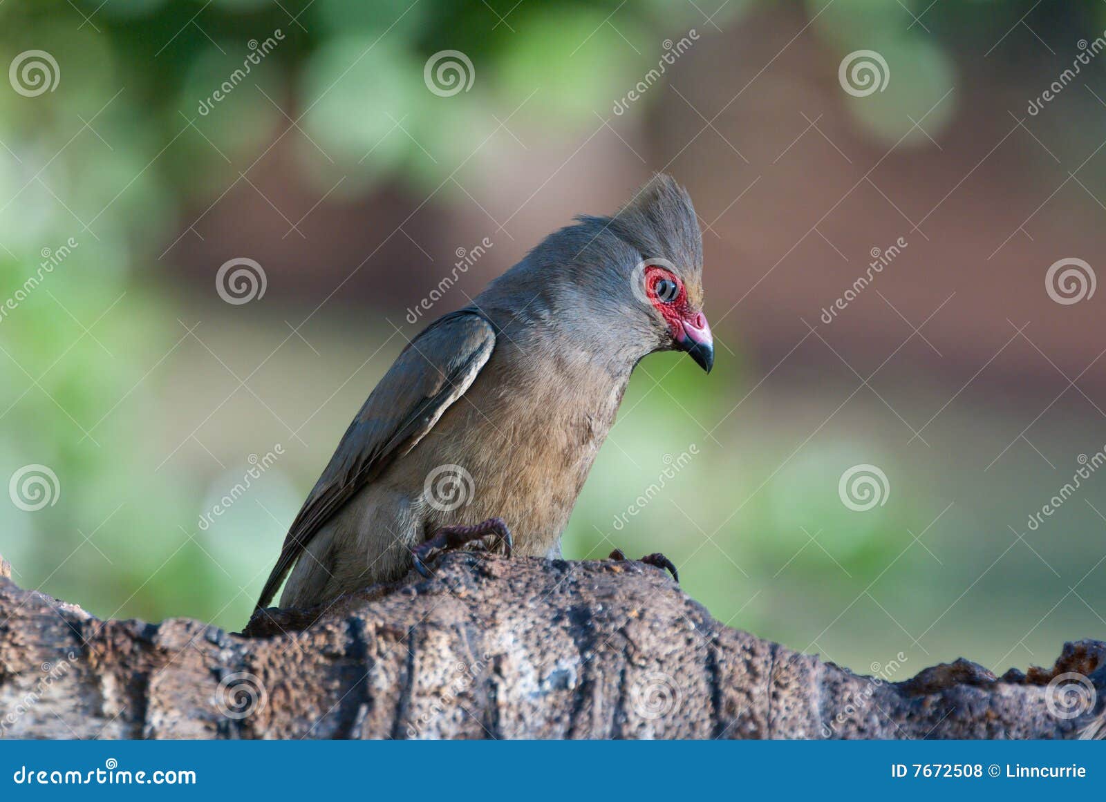 Red-faced mousebird stock photo. Image of gardens, action - 7672508