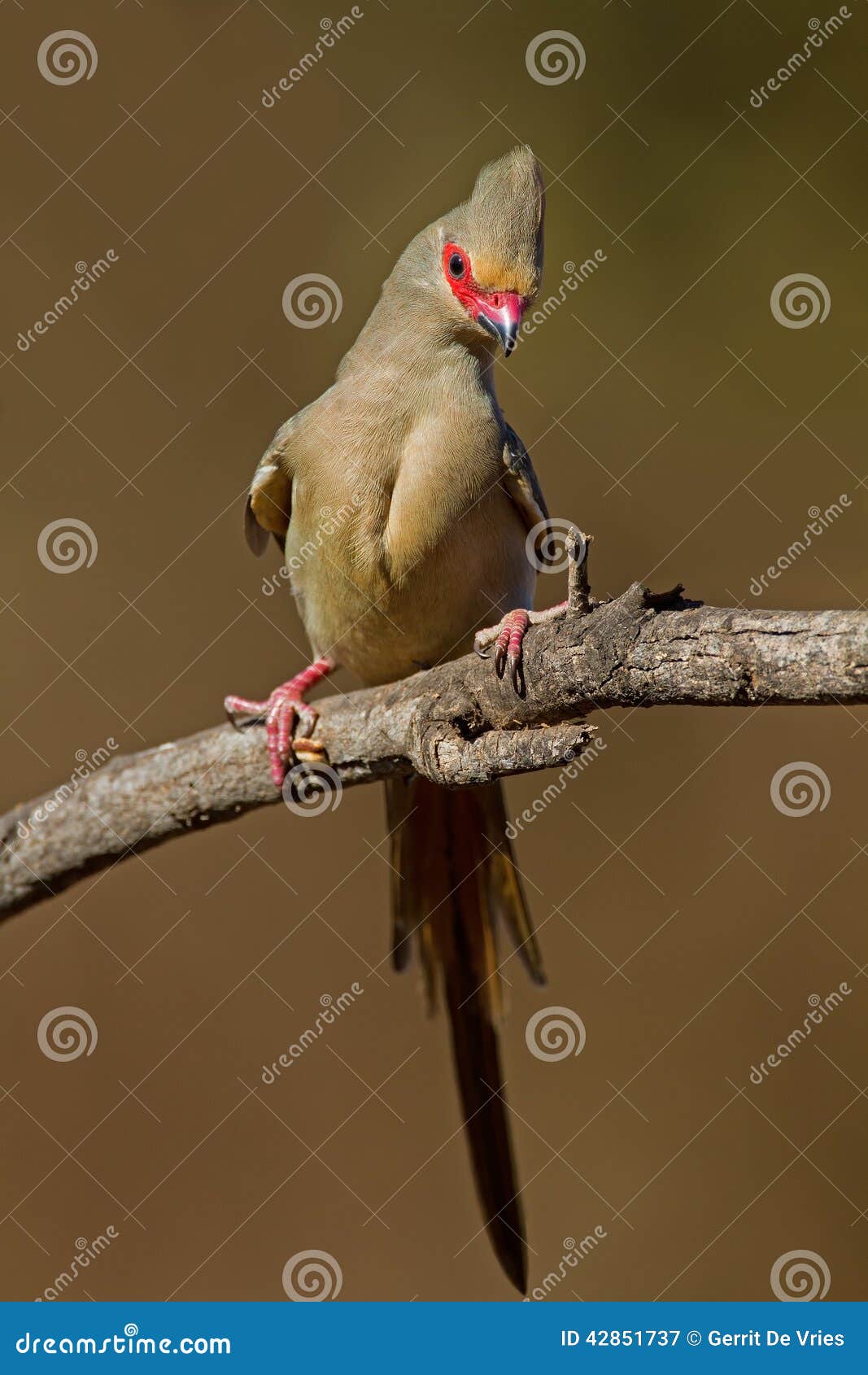 Red-Faced mousebird stock image. Image of urocolius, coulorful - 42851737