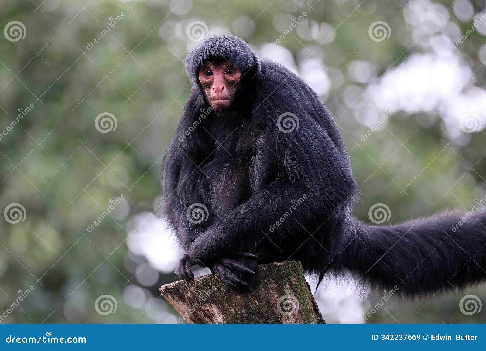 The Red-faced Spider Monkey (Ateles Paniscus) Monkey Stock Image ...