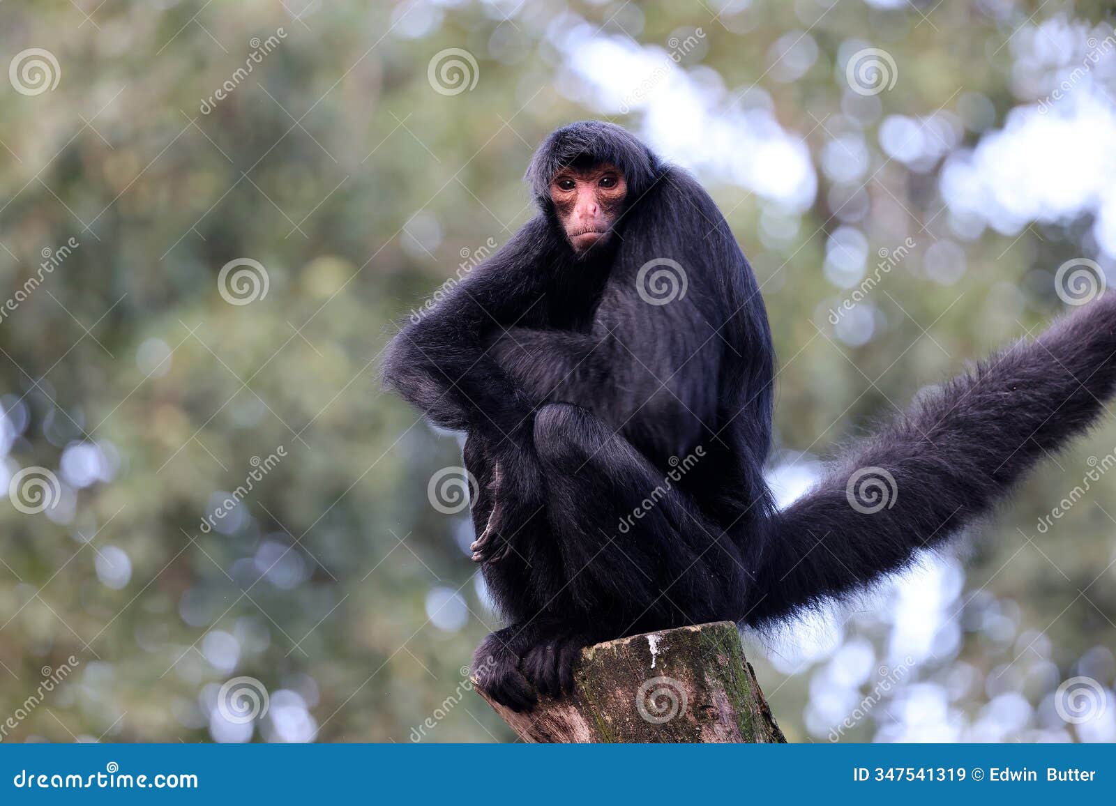 The Red-faced Spider Monkey (Ateles Paniscus) Stock Image - Image of ...
