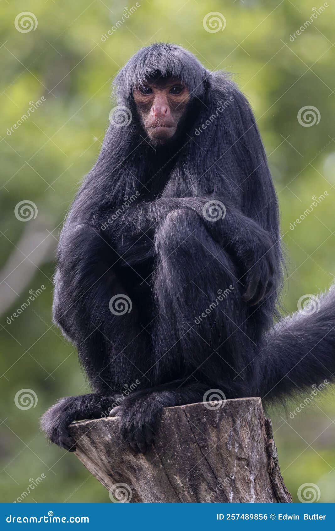 Red-faced Spider Monkey Ateles Paniscus Stock Photo - Image of wild ...