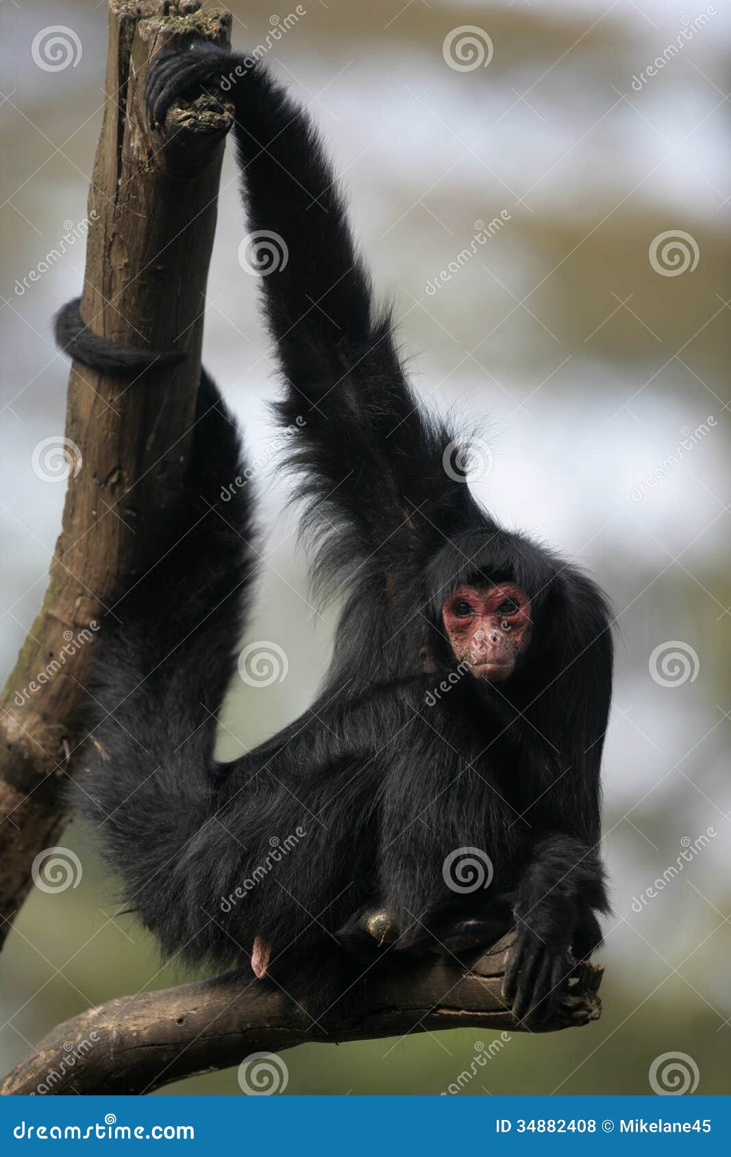 Red-faced Spider Monkey, Ateles Paniscus Stock Photo - Image of brazil ...