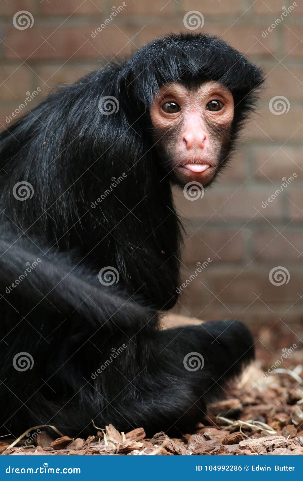 Red-faced spider monkey stock photo. Image of wild, background - 104992286