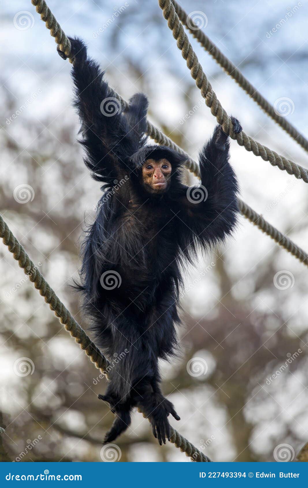 Red-faced spider monkey stock photo. Image of portrait - 227493394