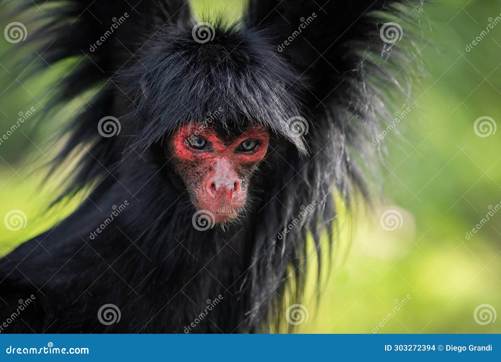 Red-faced Spider Monkey stock photo. Image of nature - 303272394
