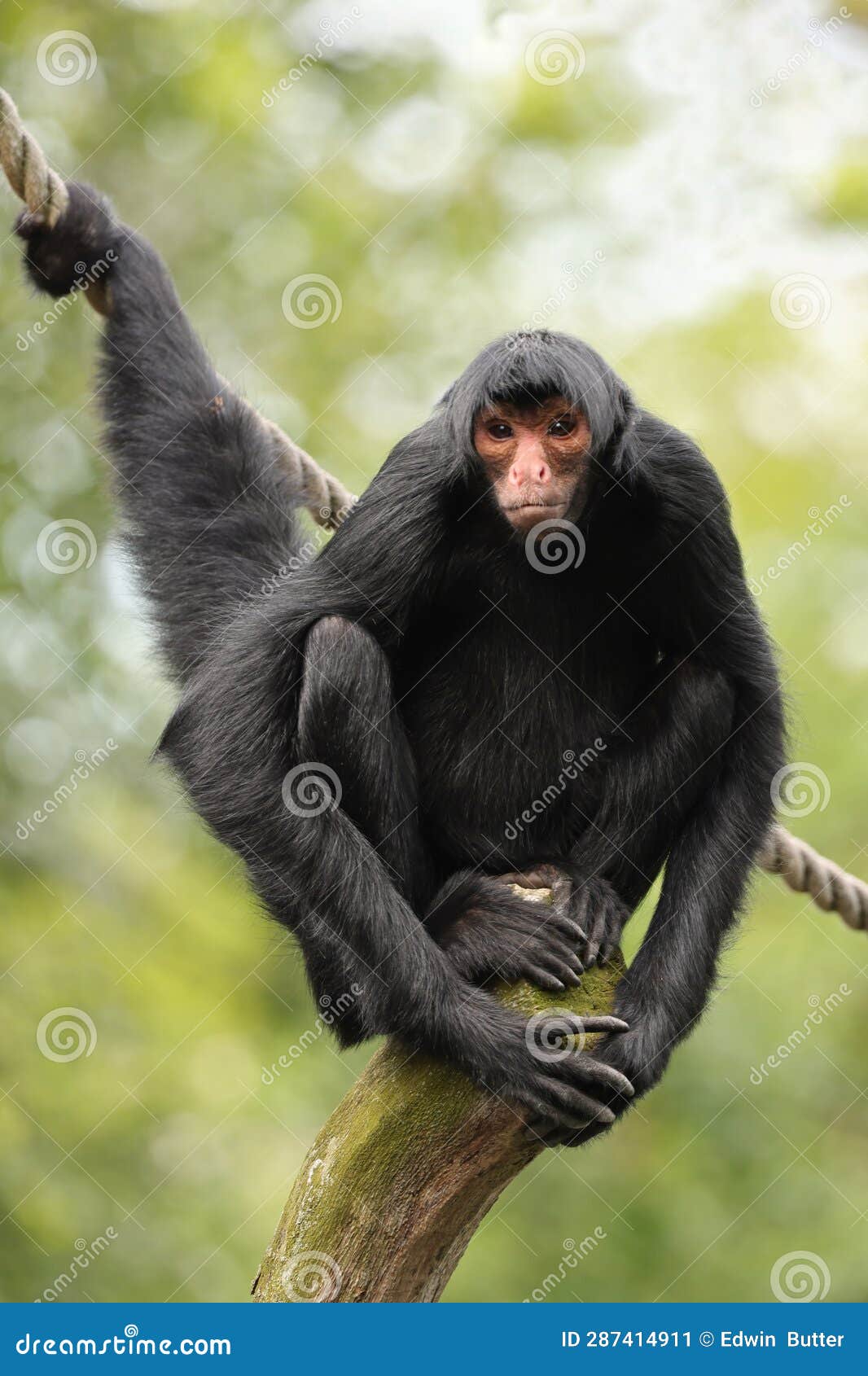 Red-faced Spider Monkey Sitting on Tree and Holding Rope by Tail Stock ...