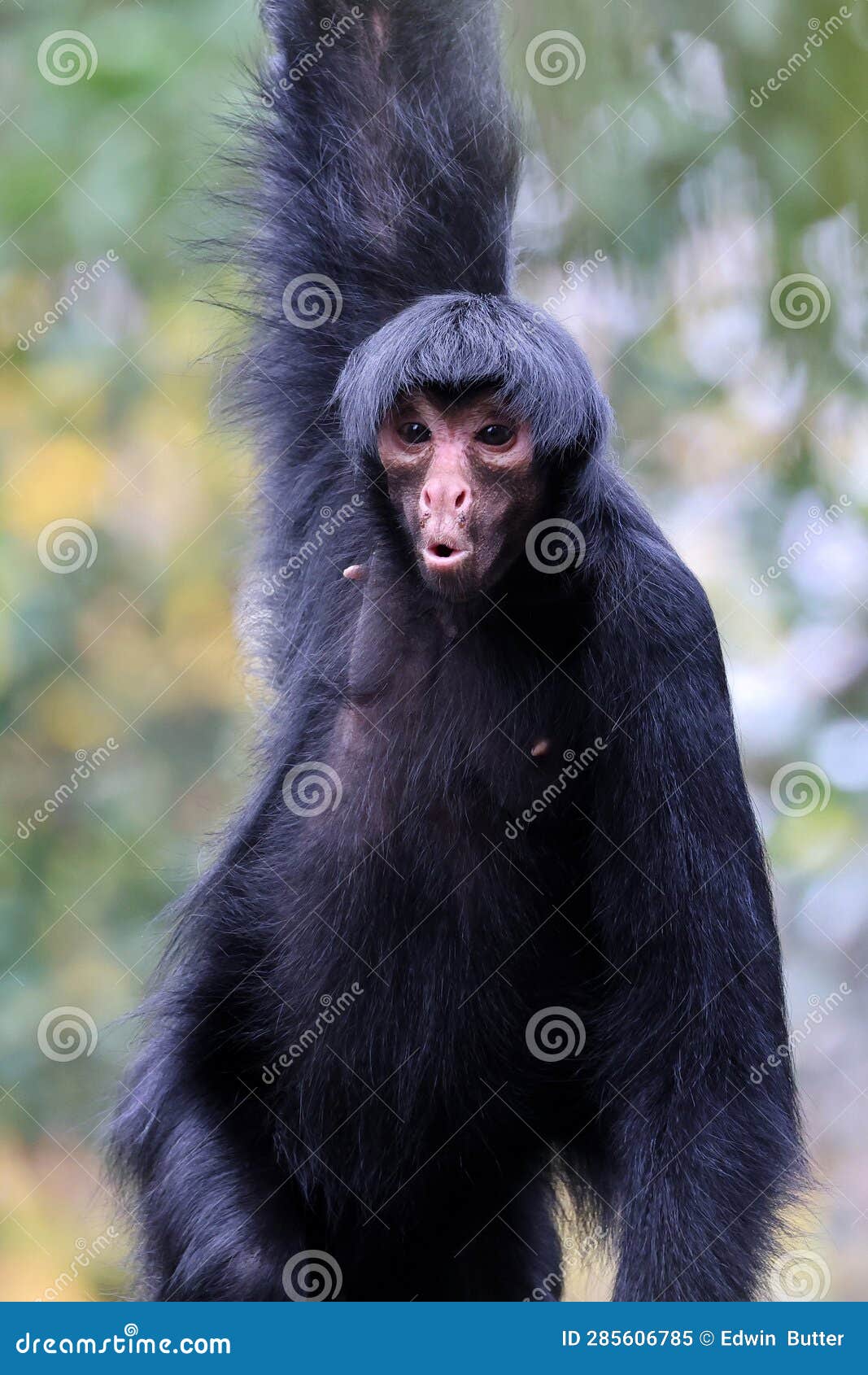 Red-faced Spider Monkey with Wondering Face Emotion Stock Image - Image ...