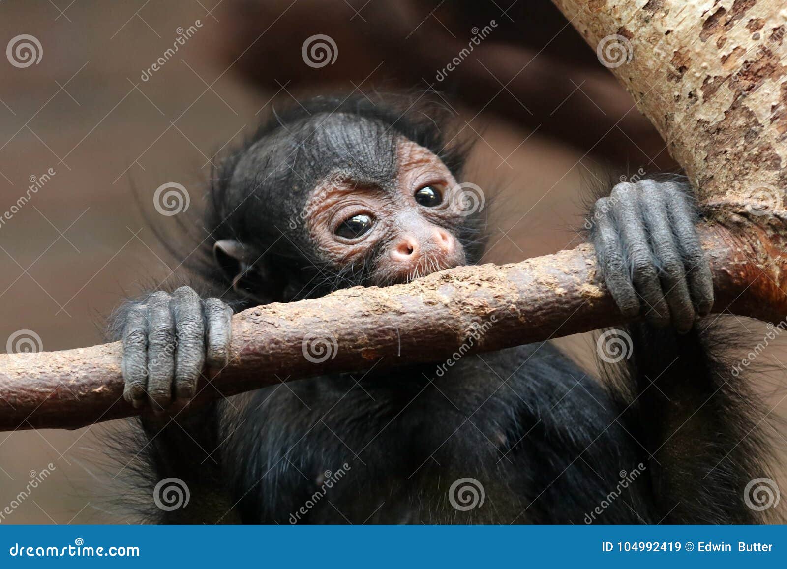 Red-faced spider monkey stock image. Image of background - 104992419