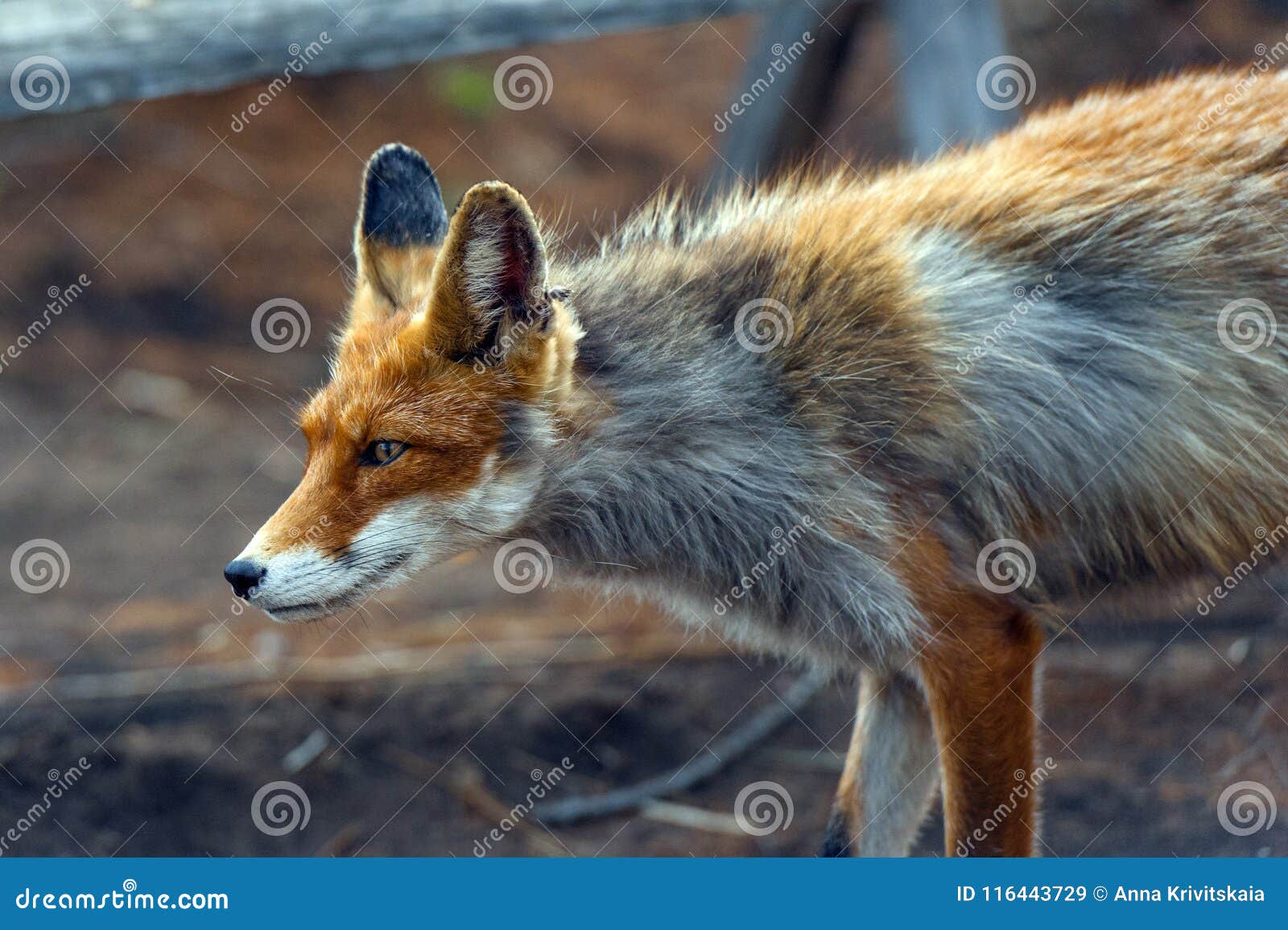 Fading Fox Stock Photos - Free & Royalty-Free Stock Photos from Dreamstime