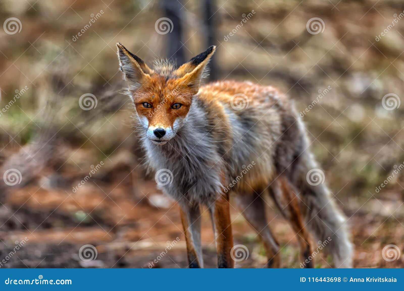 Fox in the woods stock photo. Image of canada, furry - 116443698
