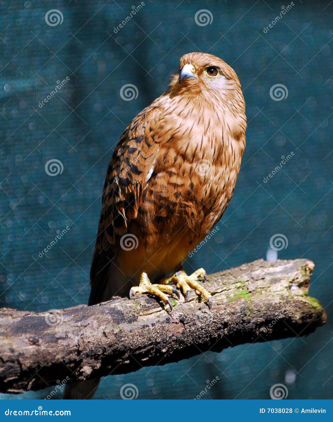 Red falcon stock photo. Image of standing, yellow, eagle - 7038028