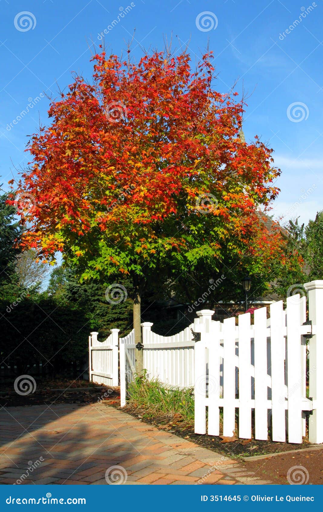 Red Fall Colors Tree and White Garden Picket Fence Stock Image - Image ...
