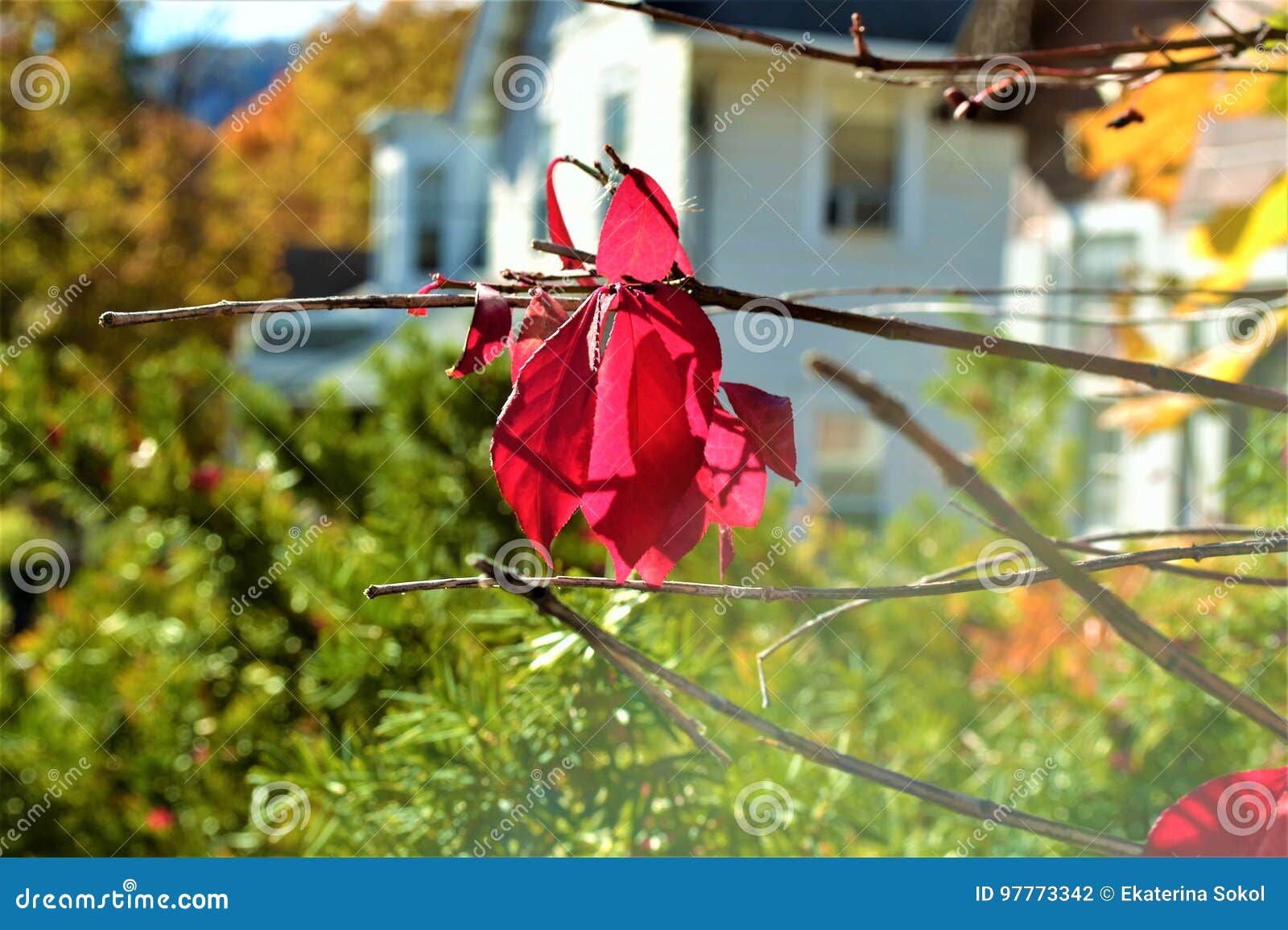 Red. Fall stock photo. Image of landscape, buddhist, autumn - 97773342