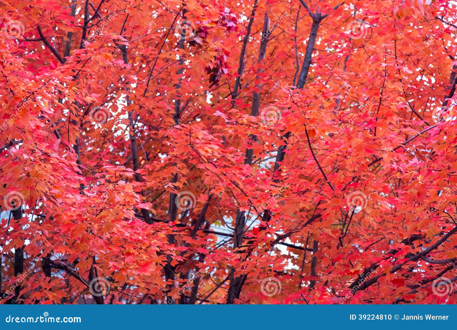 Red Fall Foliage stock photo. Image of bright, background - 39224810