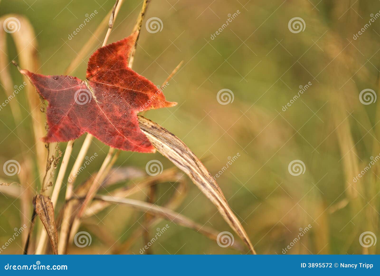 Red fall leaf stock photo. Image of grass, leaf, closeup - 3895572