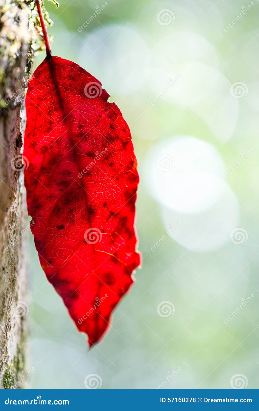 Red Fall Leaf stock photo. Image of branch, tree, fall - 57160278