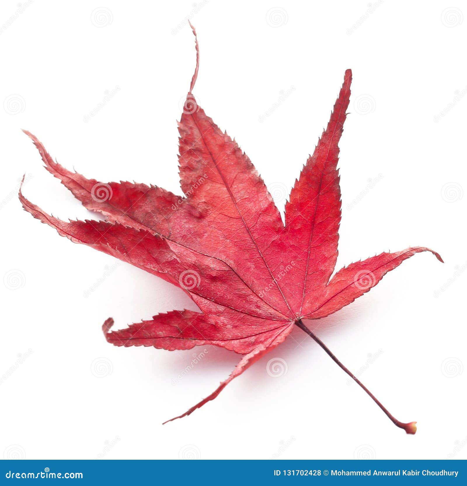 Red fall leaf isolated stock photo. Image of orange - 131702428