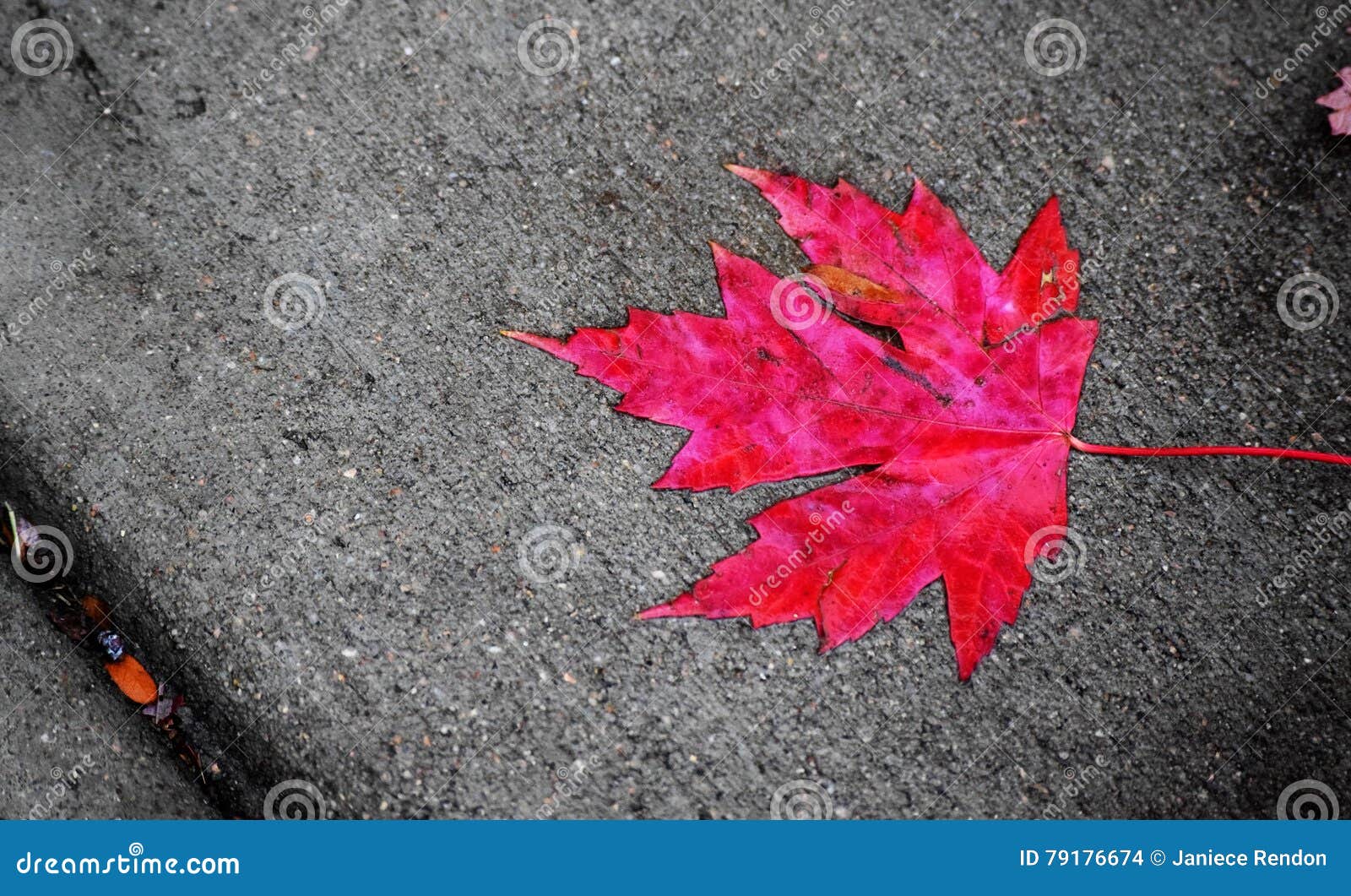 Red fall leaf stock photo. Image of fall, shining, grey - 79176674