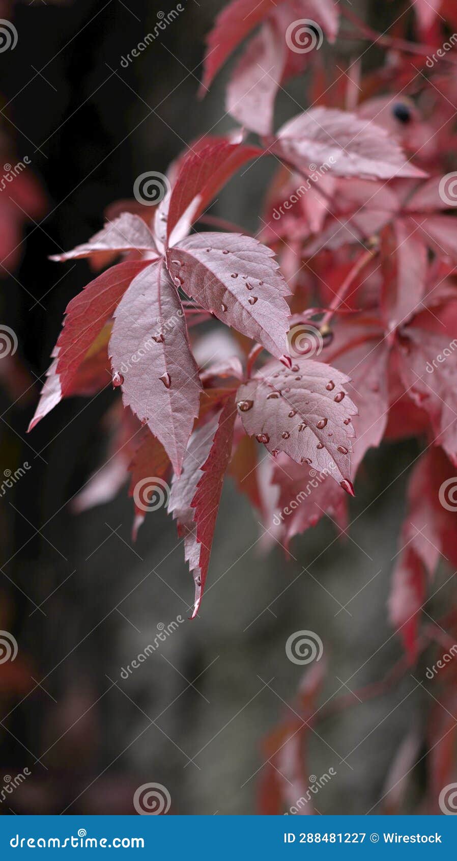Red Fall Leaf with Water Drops Stock Illustration - Illustration of ...