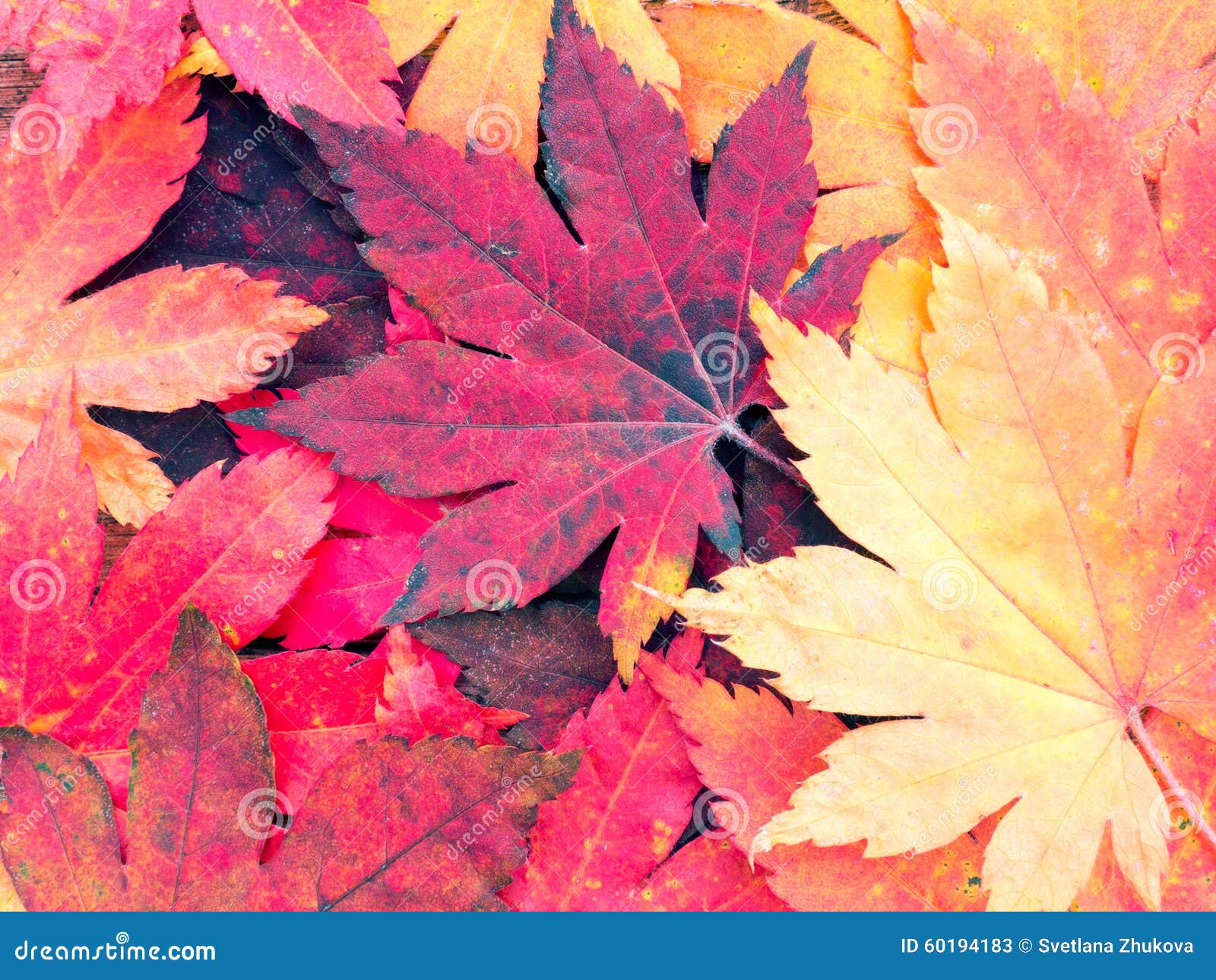 Red fall leaves background stock image. Image of fading - 60194183