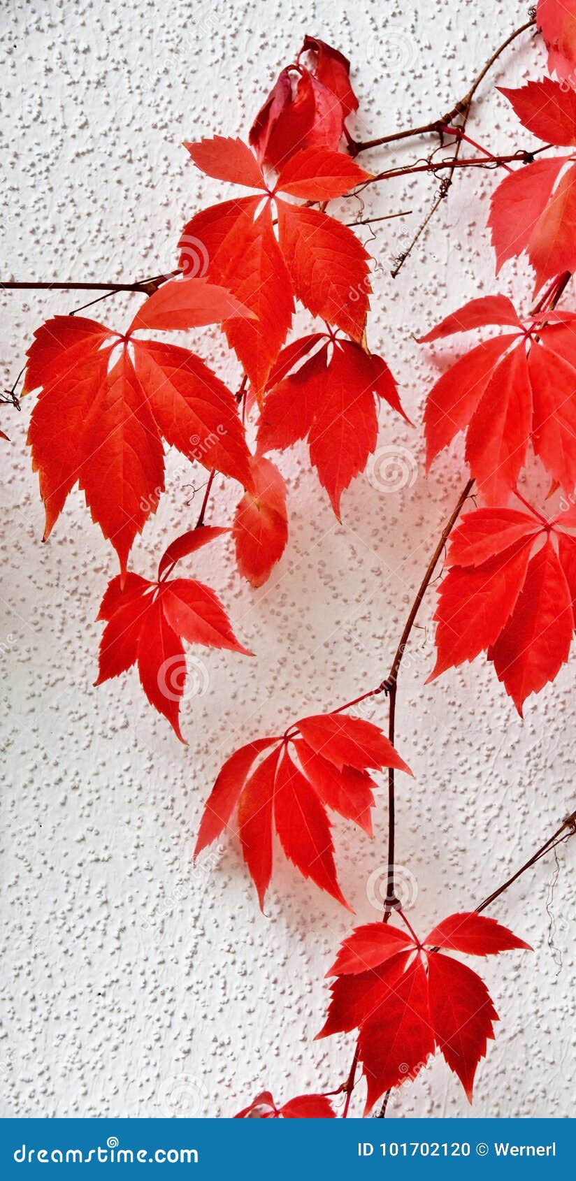 Red Fall leaves stock photo. Image of sunlight, decorative - 101702120