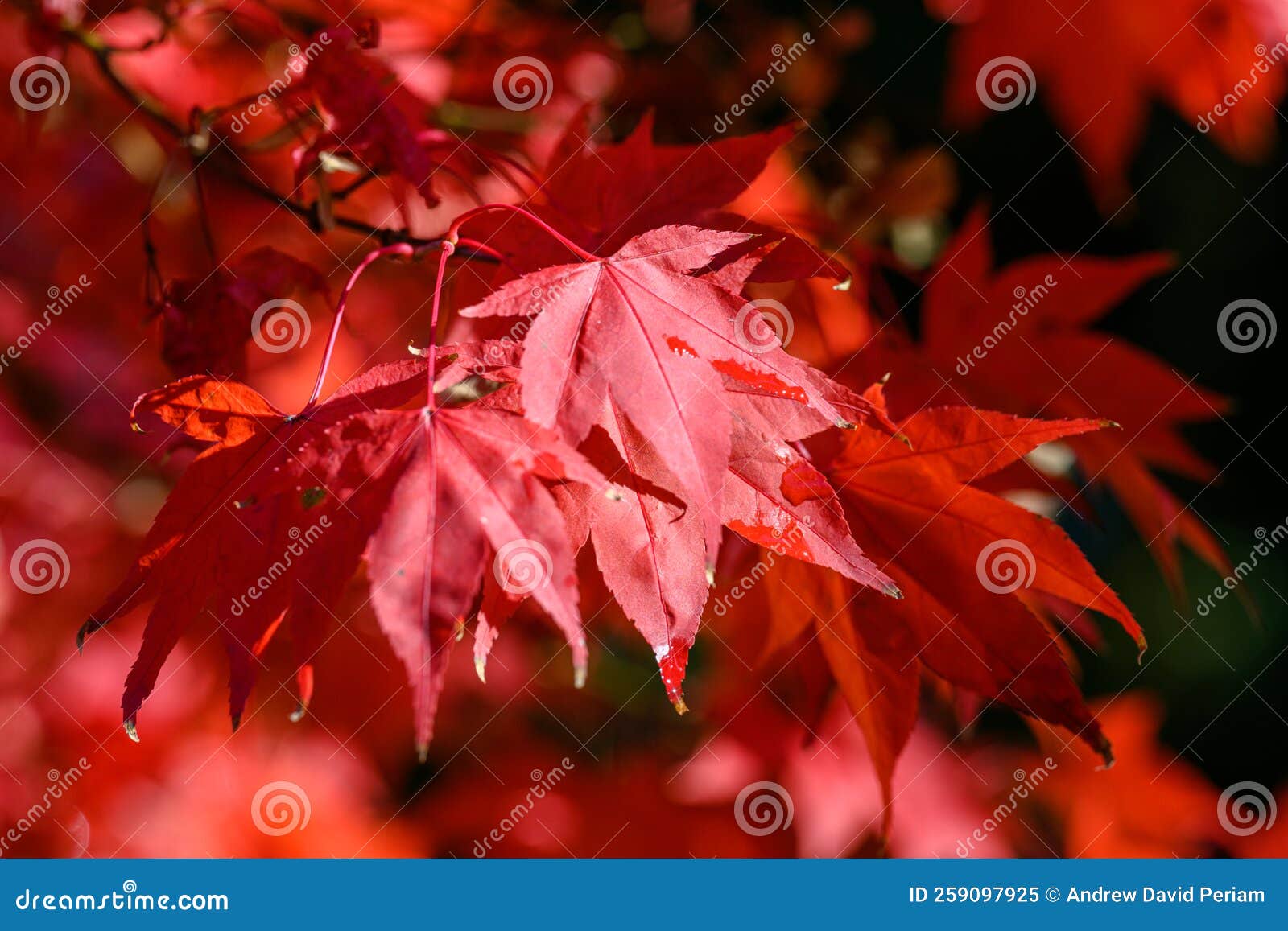 Red fall leaves close up stock image. Image of natural - 259097925