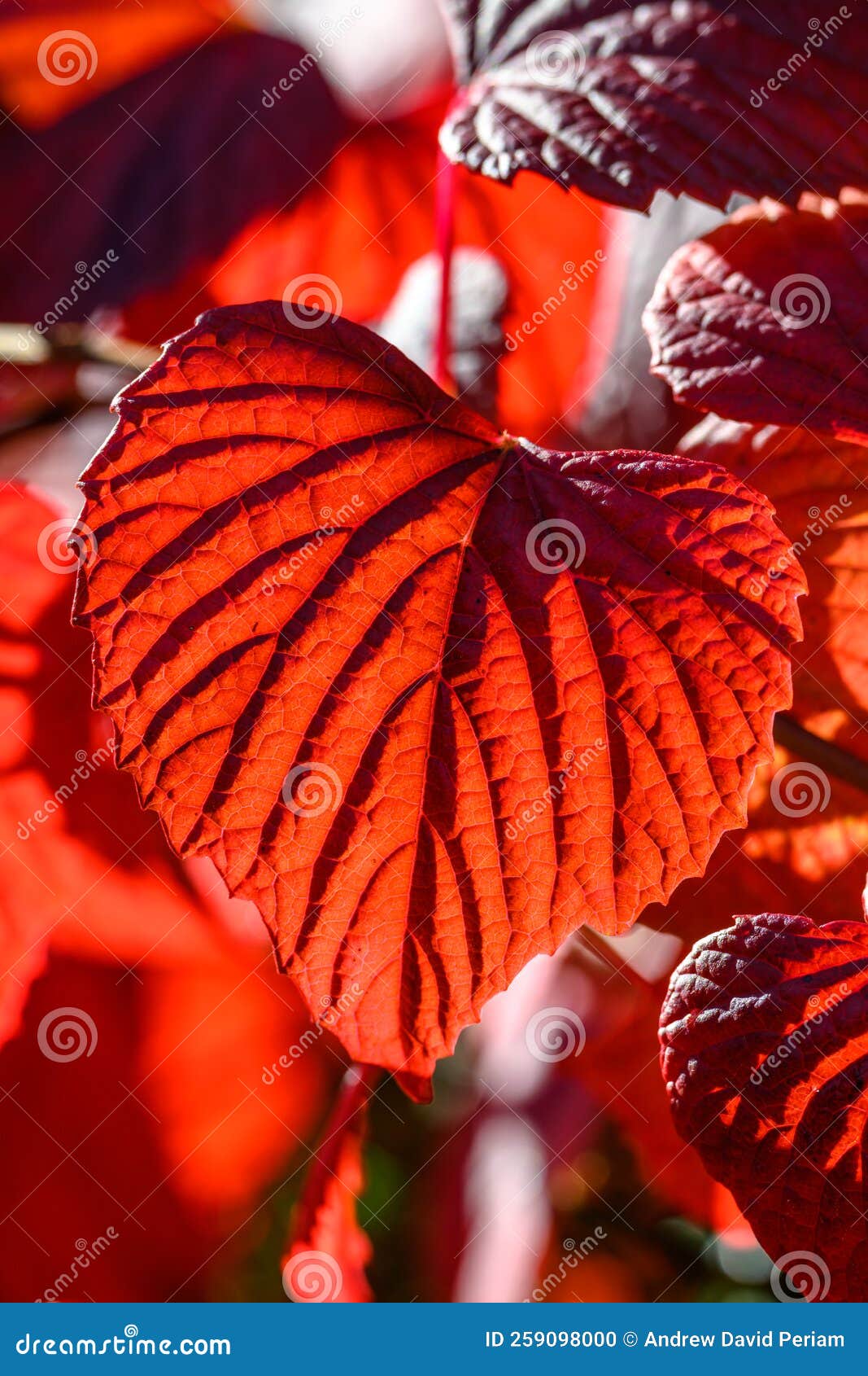 Red fall leaves close up stock photo. Image of season - 259098000