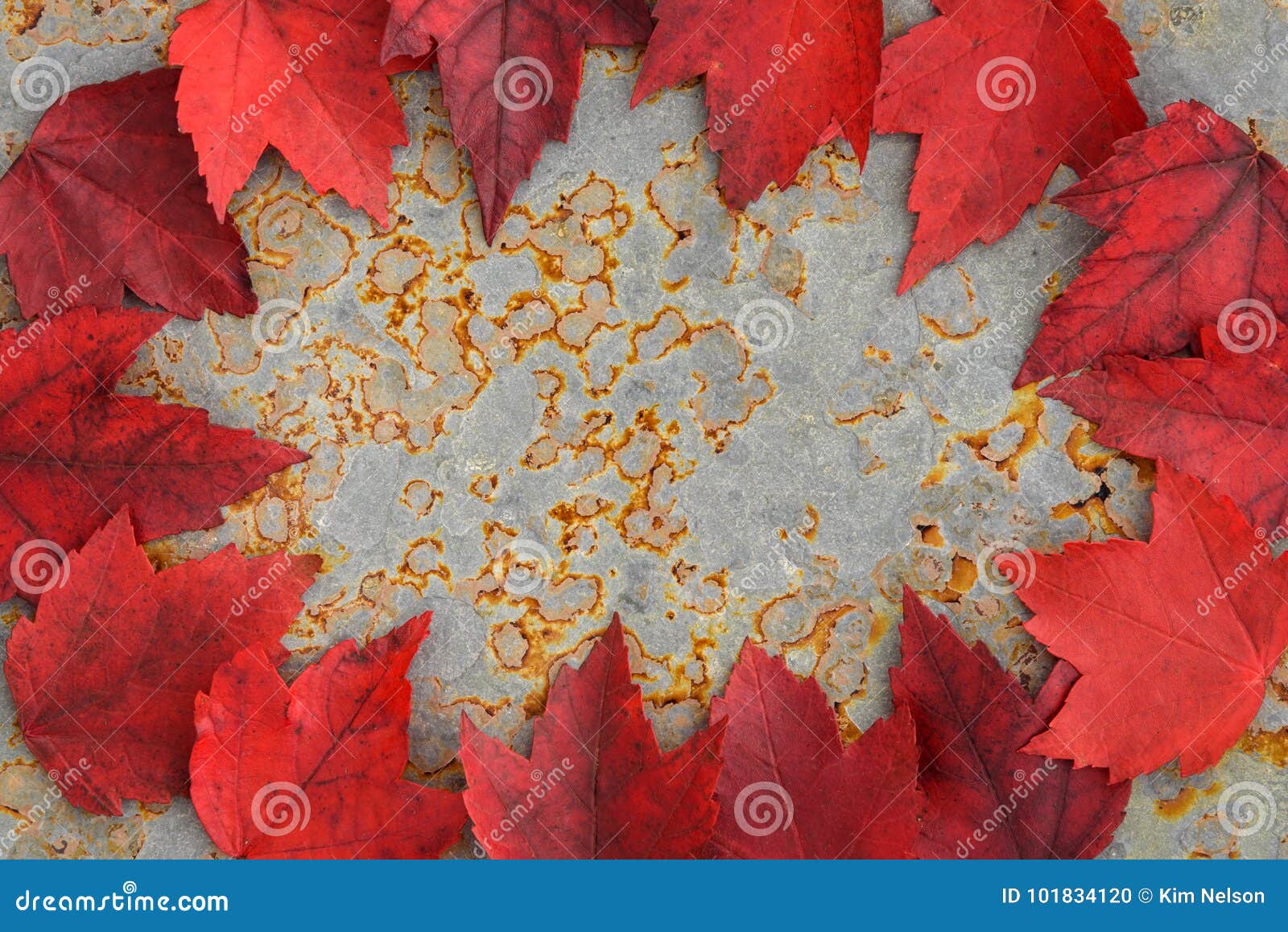 Fall color - red leaves stock photo. Image of texture - 101834120
