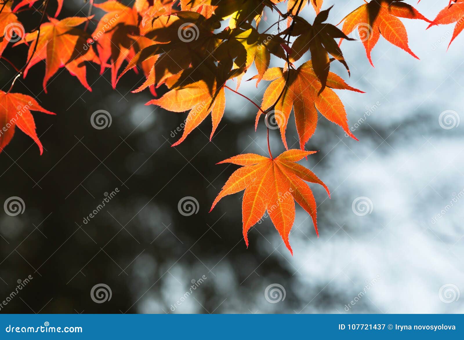 Red Fall Maple Leaves Backlit with Sunshine Stock Image - Image of ...