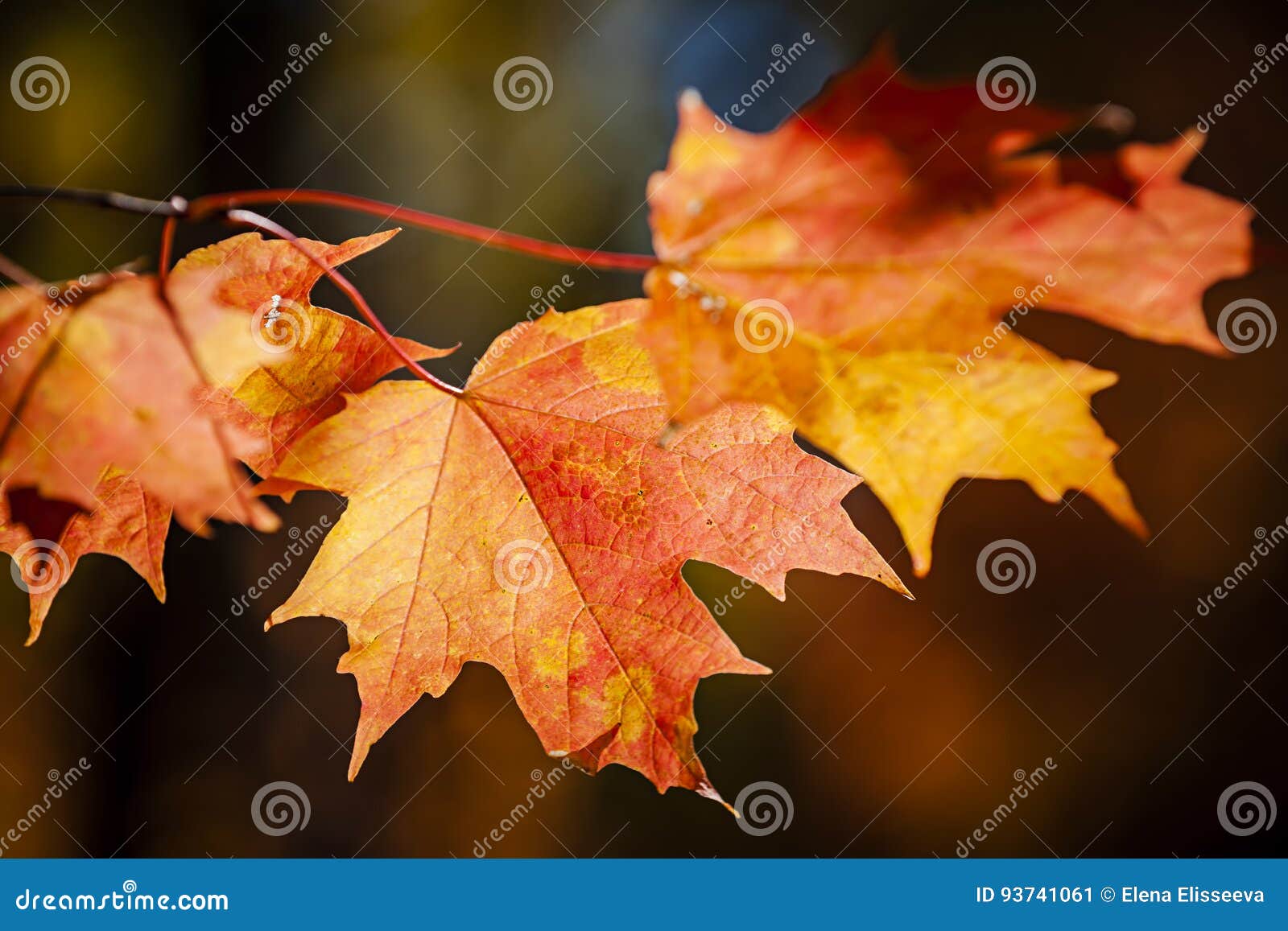 Red fall maple leaves stock image. Image of forest, season - 93741061