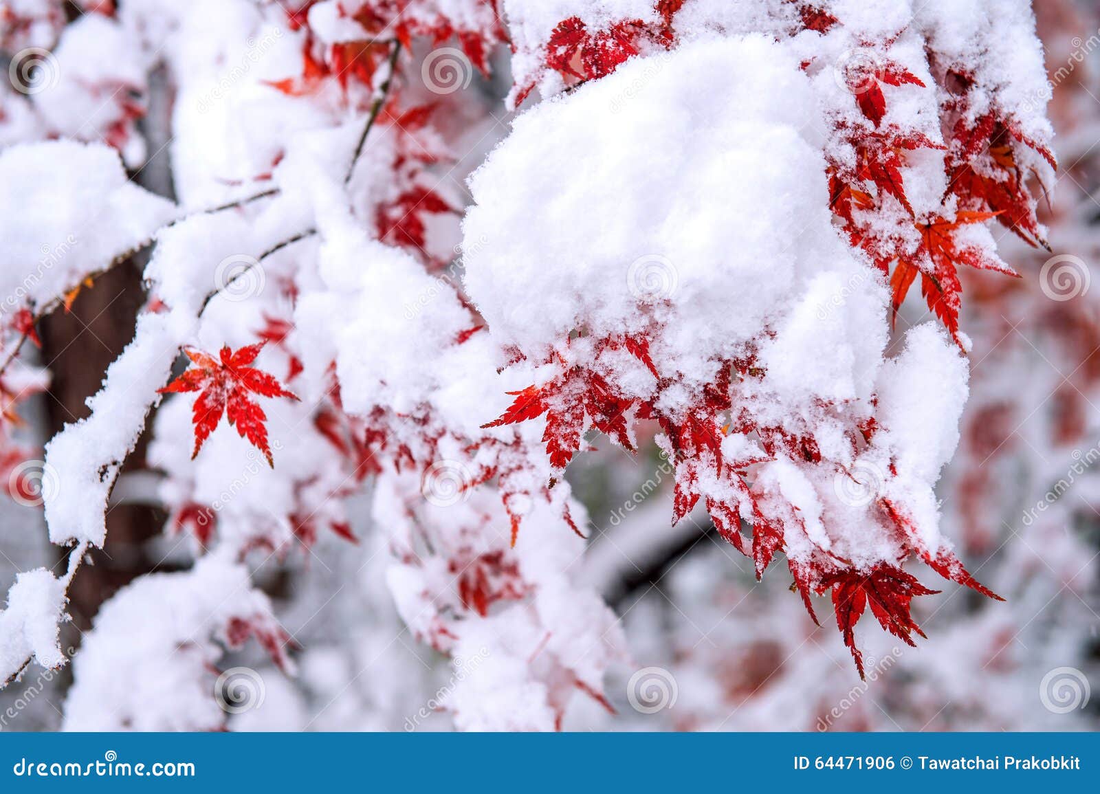 Red Fall Maple Tree Covered in Snow Korea. Stock Photo - Image of park ...