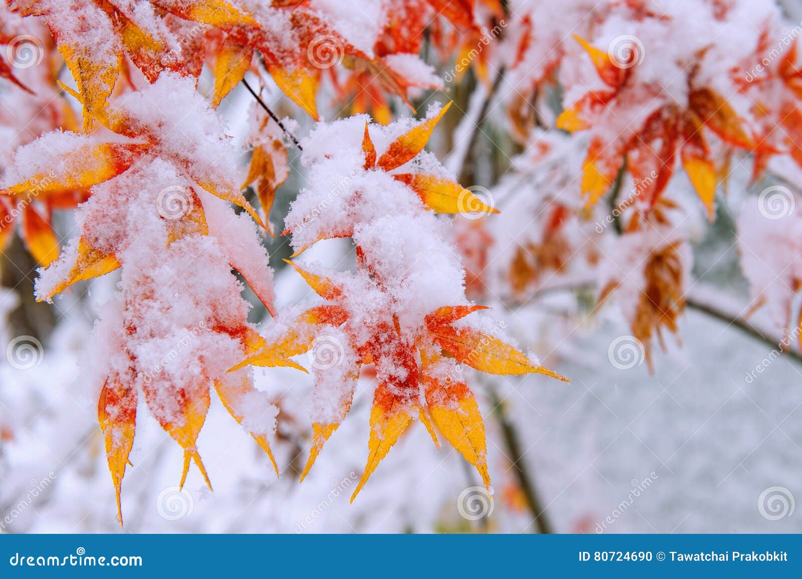 Red Fall Maple Tree Covered in Snow, Korea. Stock Photo - Image of ...
