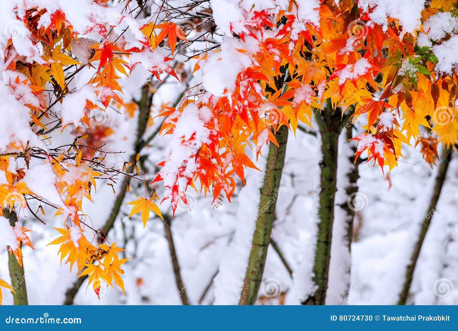 Red Fall Maple Tree Covered in Snow, Korea. Stock Photo - Image of ...