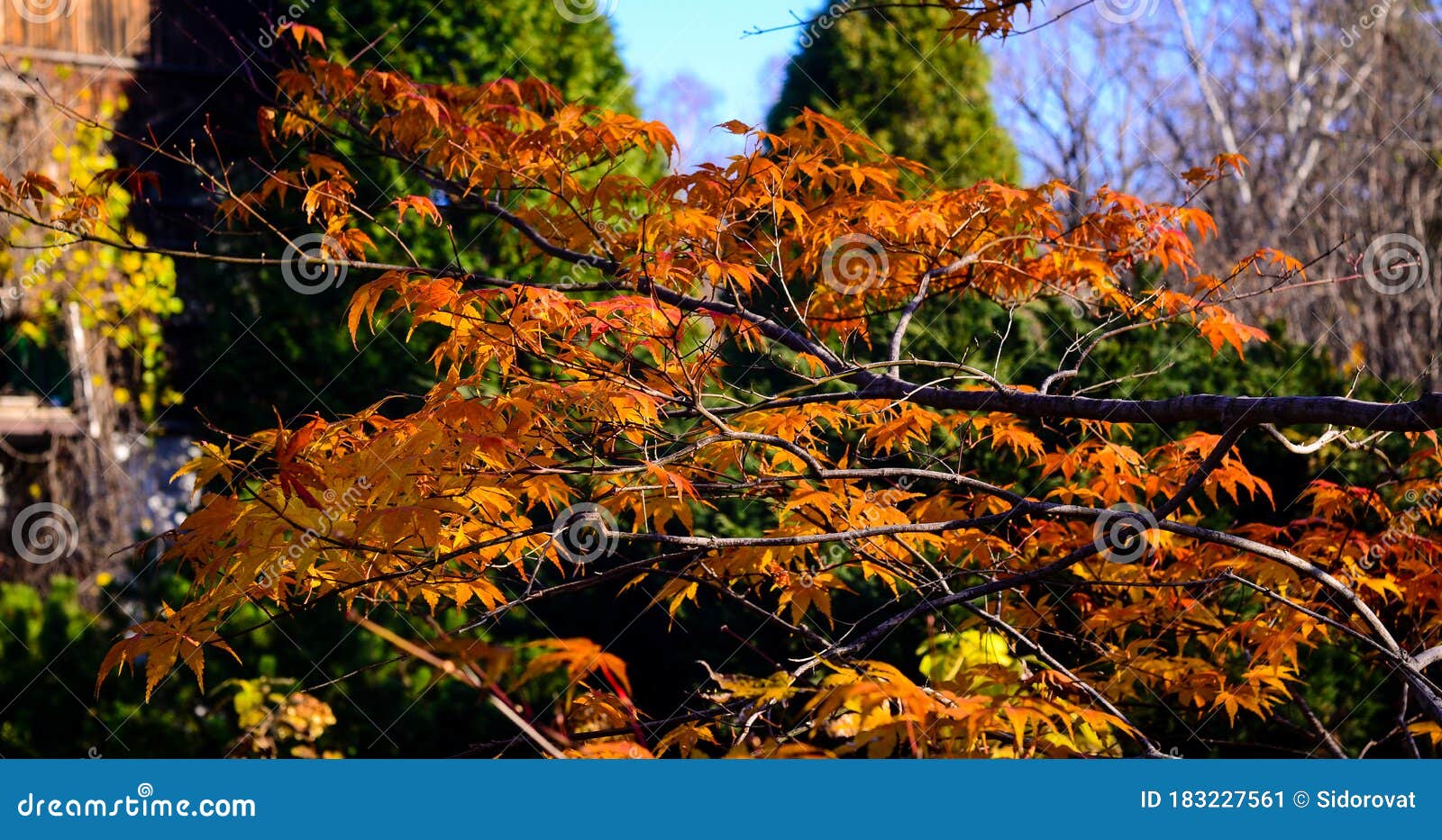 Red Fall Maple Tree Foliage Stock Image - Image of natural, fall: 183227561