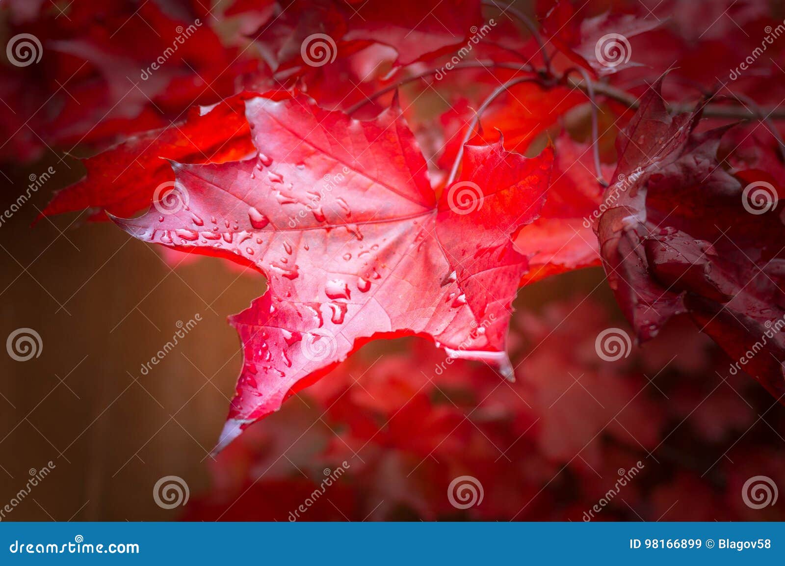 Red Fall Maple Tree Leaves Background Stock Image - Image of rainy ...