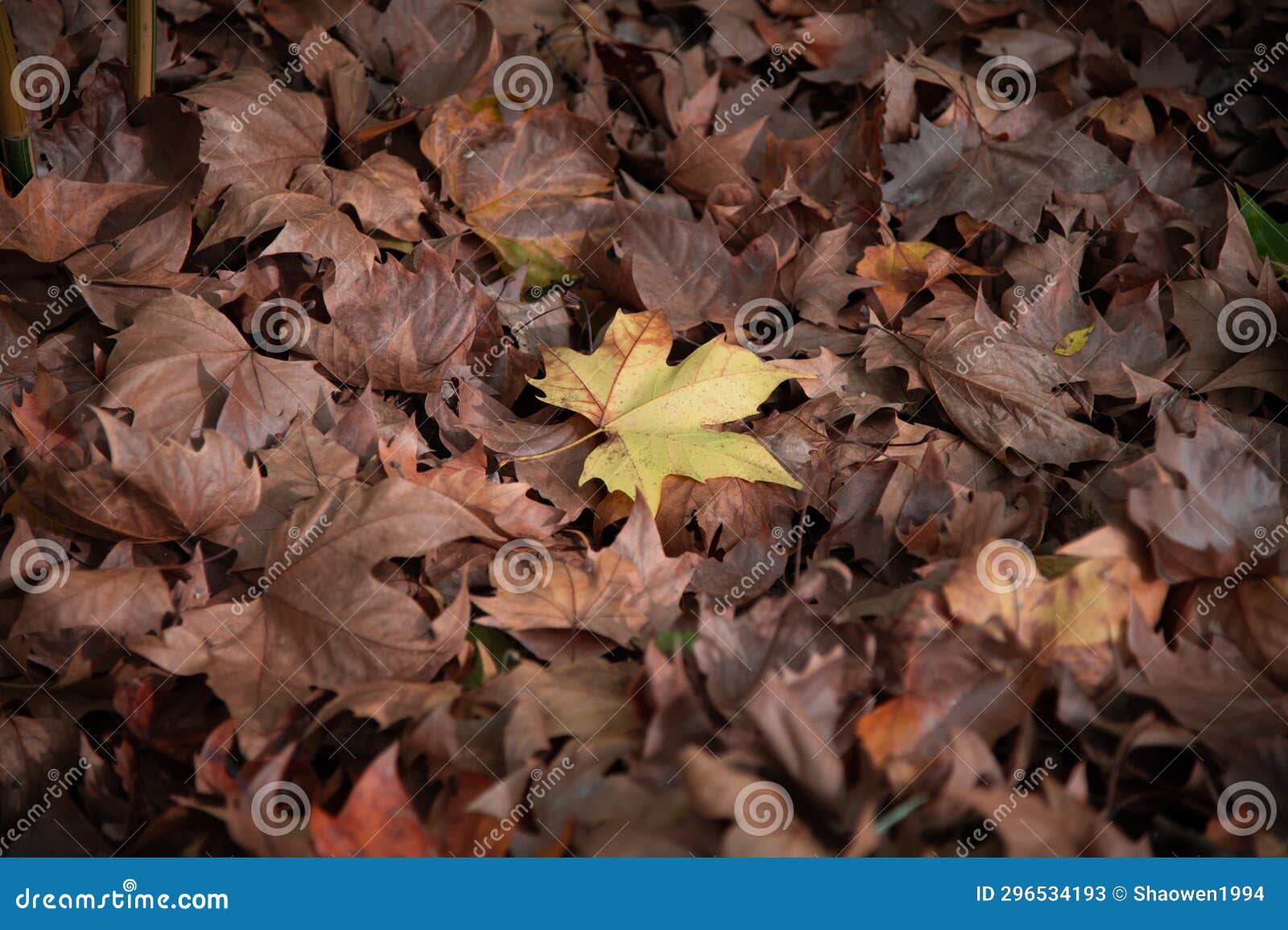 Fall Maple leaf stock image. Image of botany, colour - 296534193