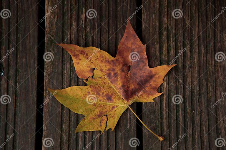 Fall Maple leaf stock photo. Image of nature, natural - 297637030