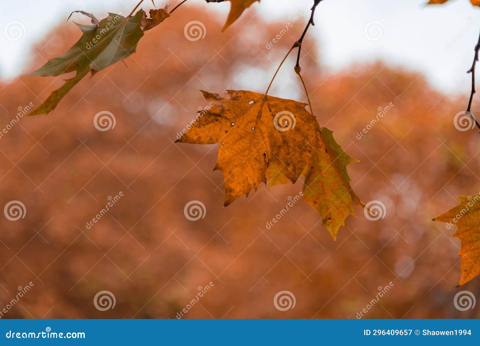 Fall red Maple leaf stock image. Image of hope, color - 296409657