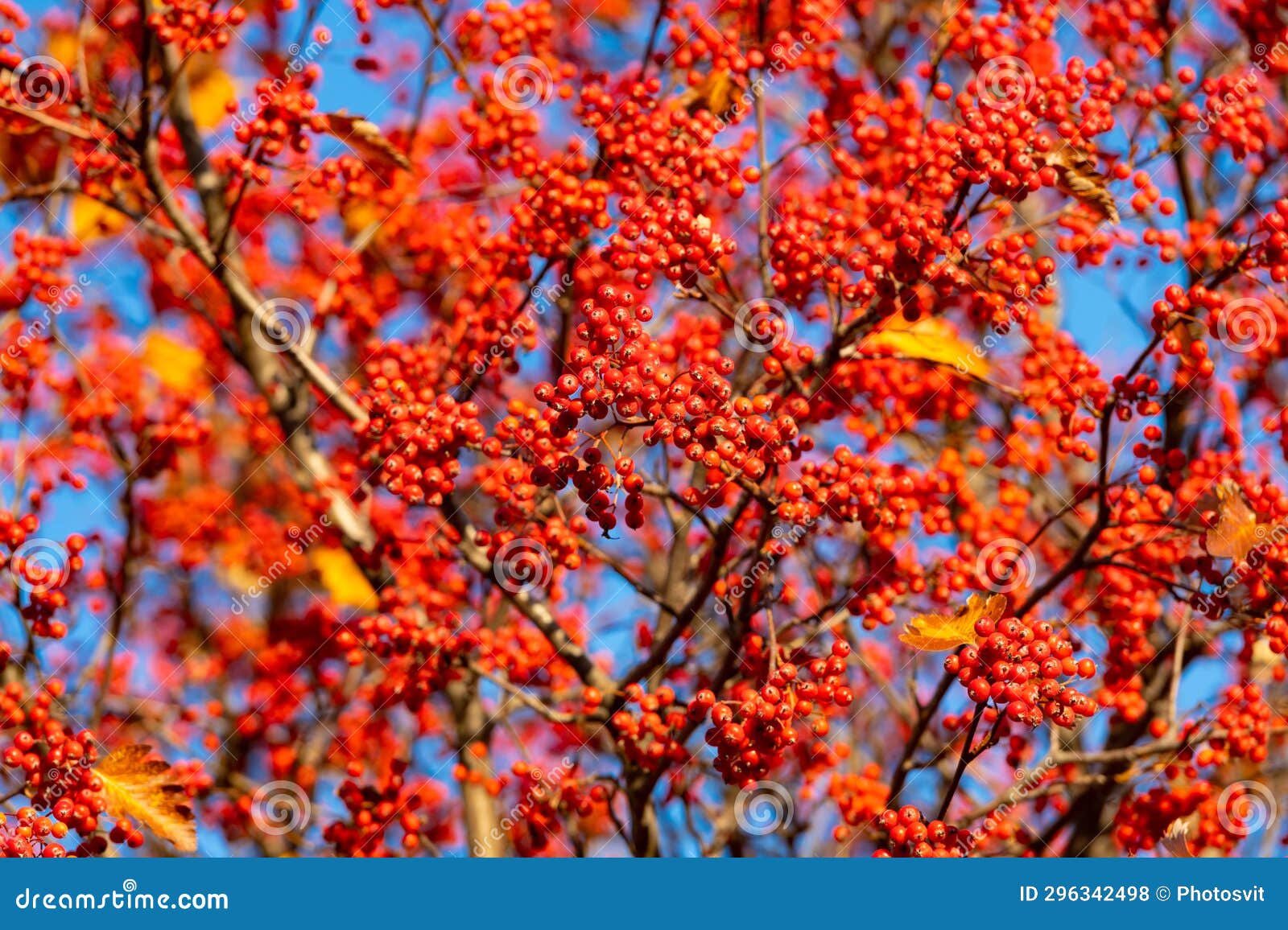 Red Fall Rowanberry Branch. Red Fall Rowanberry Stock Photo - Image of ...