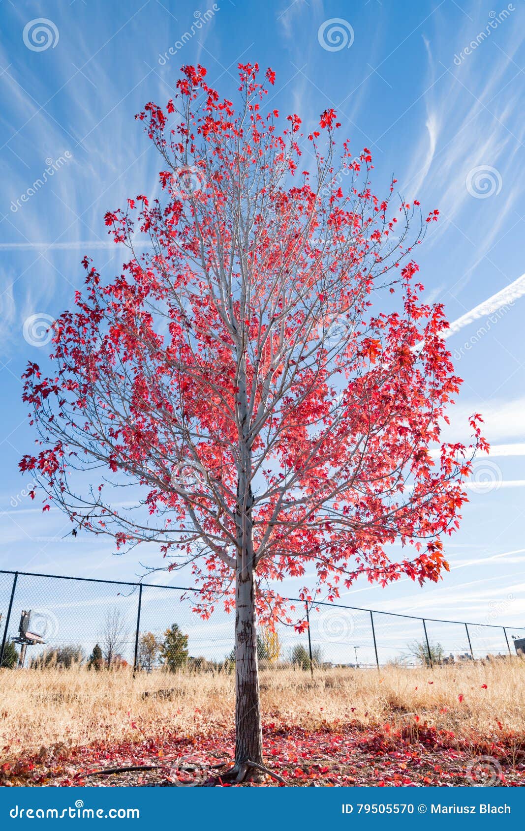 Red fall tree stock photo. Image of beautiful, season - 79505570