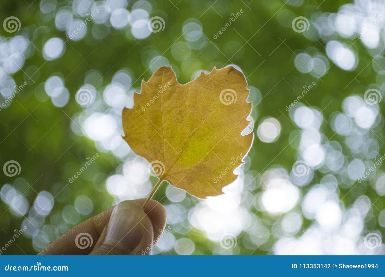 Fall yellow Maple leaf stock photo. Image of autumn - 113353142