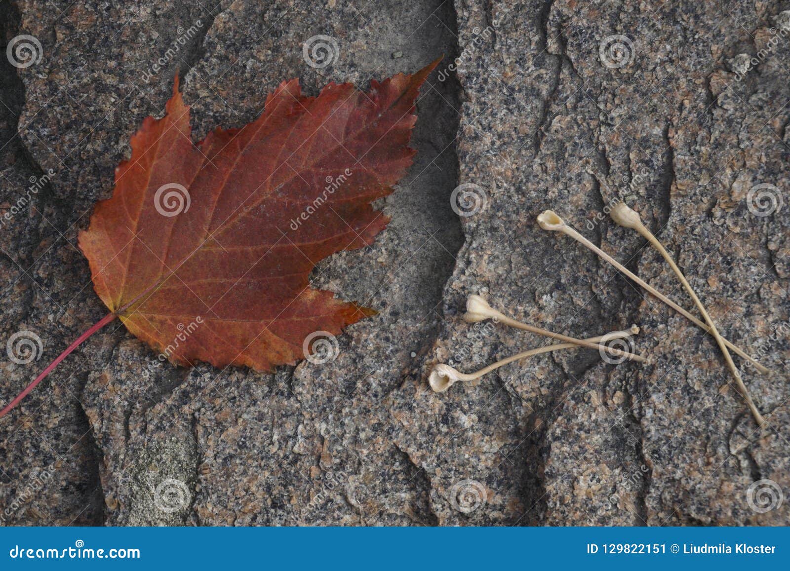 Autumn Red Leaf on Granite Stone Stock Image - Image of view, stone ...