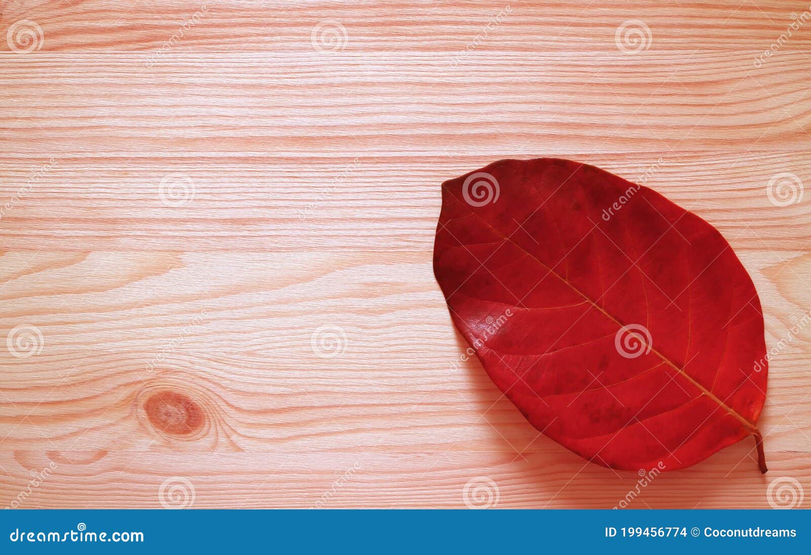 Red Fallen Leaf Isolated on Wooden Background Stock Photo - Image of ...