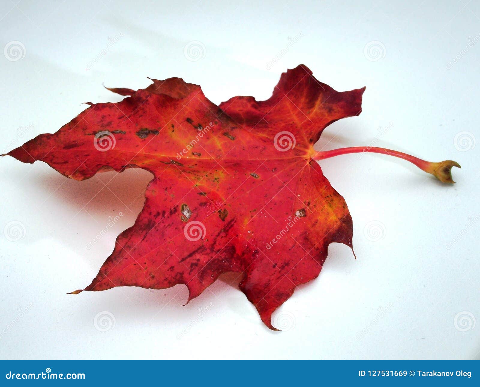 Red Fallen Maple Leaf On White Background. Autumn Leaf Fall. Stock ...