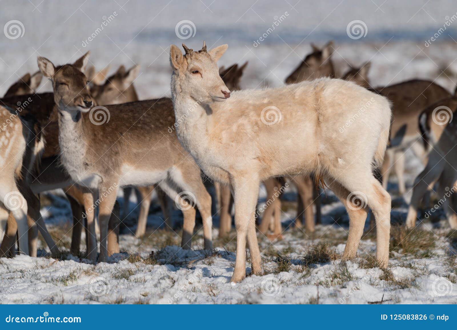 Red and Fallow Deer Standing in Snow Stock Photo - Image of grass ...