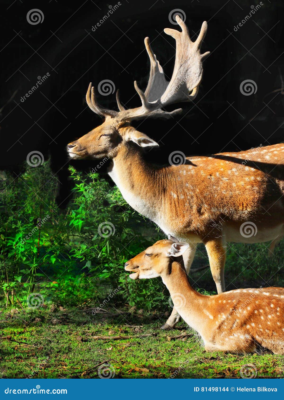 Red Fallow Deers stock photo. Image of meadow, resting - 81498144