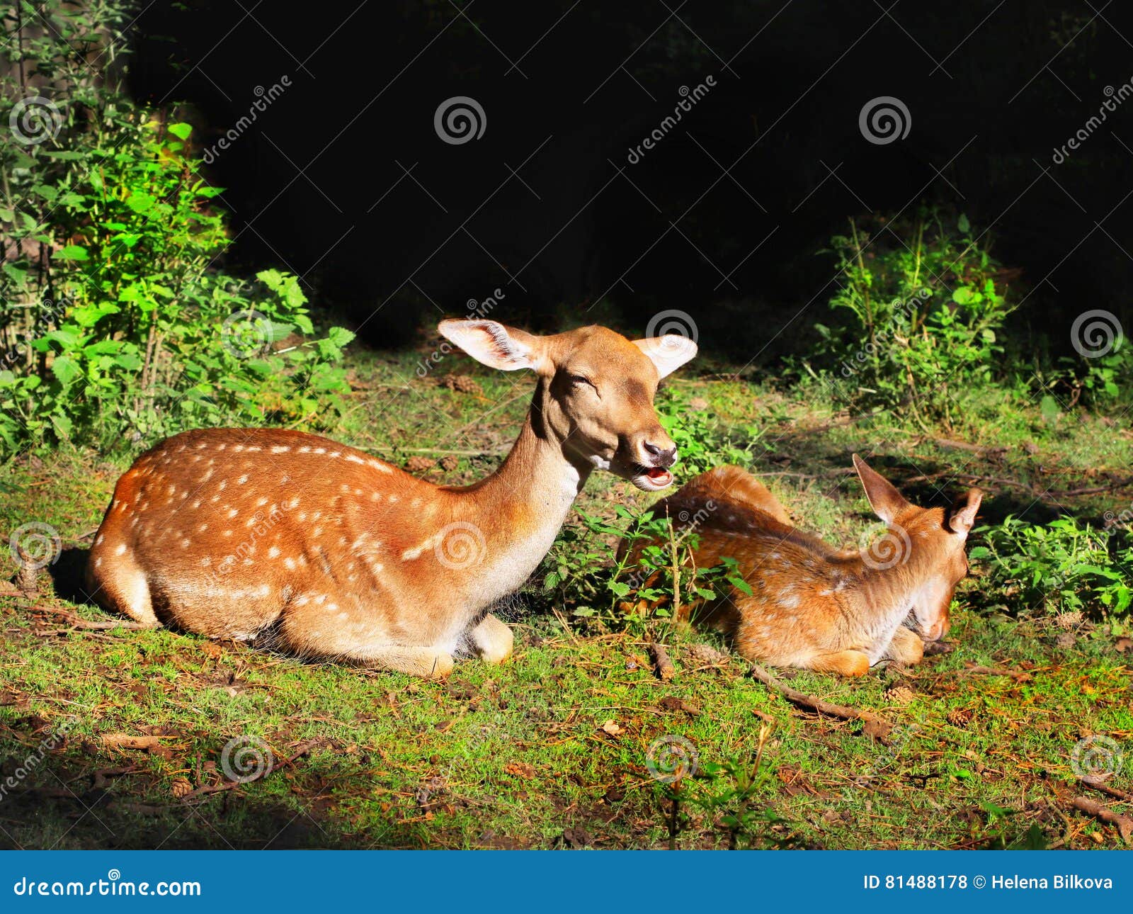 Red Fallow Deers stock photo. Image of meadow, trees - 81488178