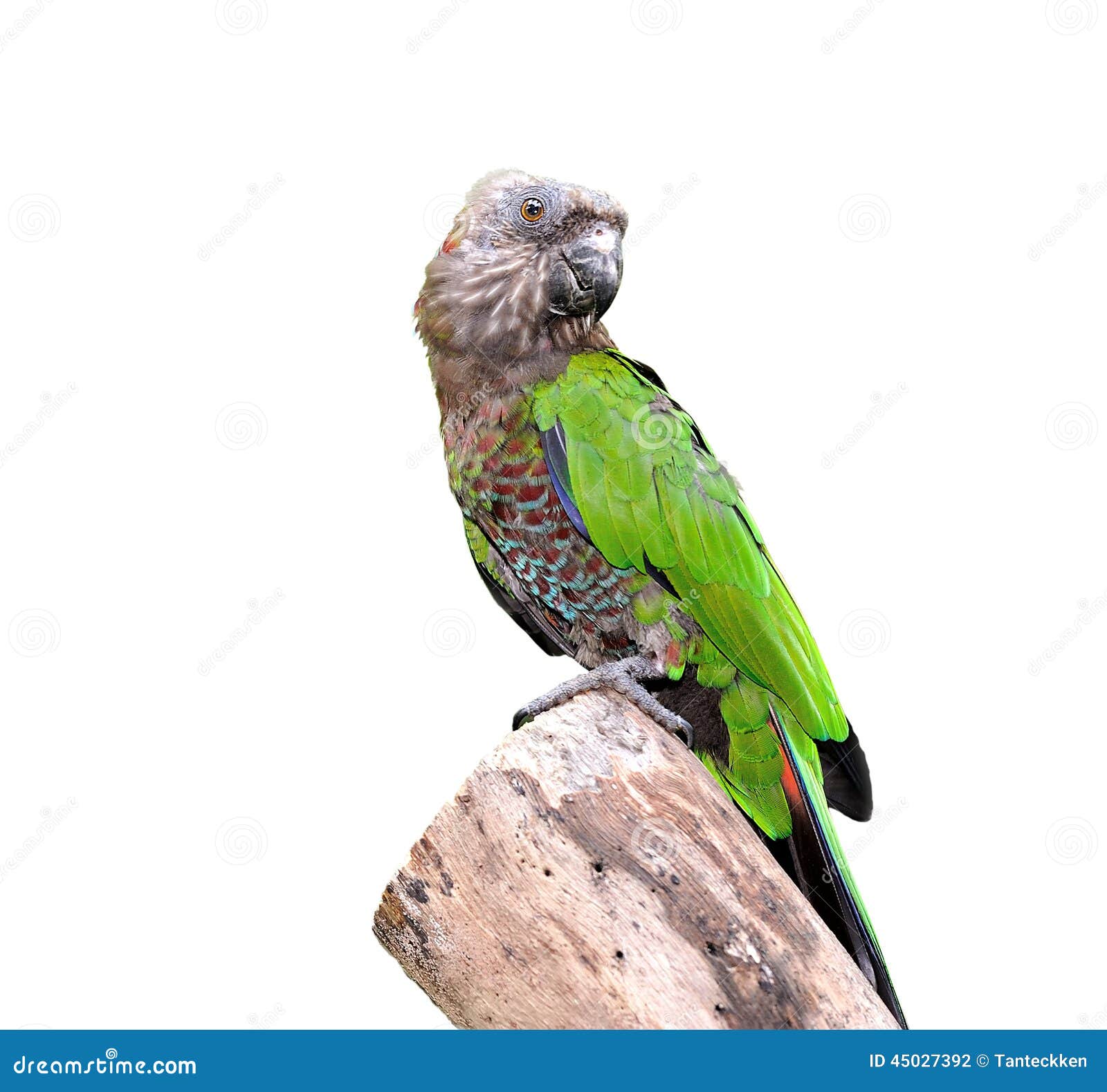 Red-fan parrot stock photo. Image of feathered, plumage - 45027392