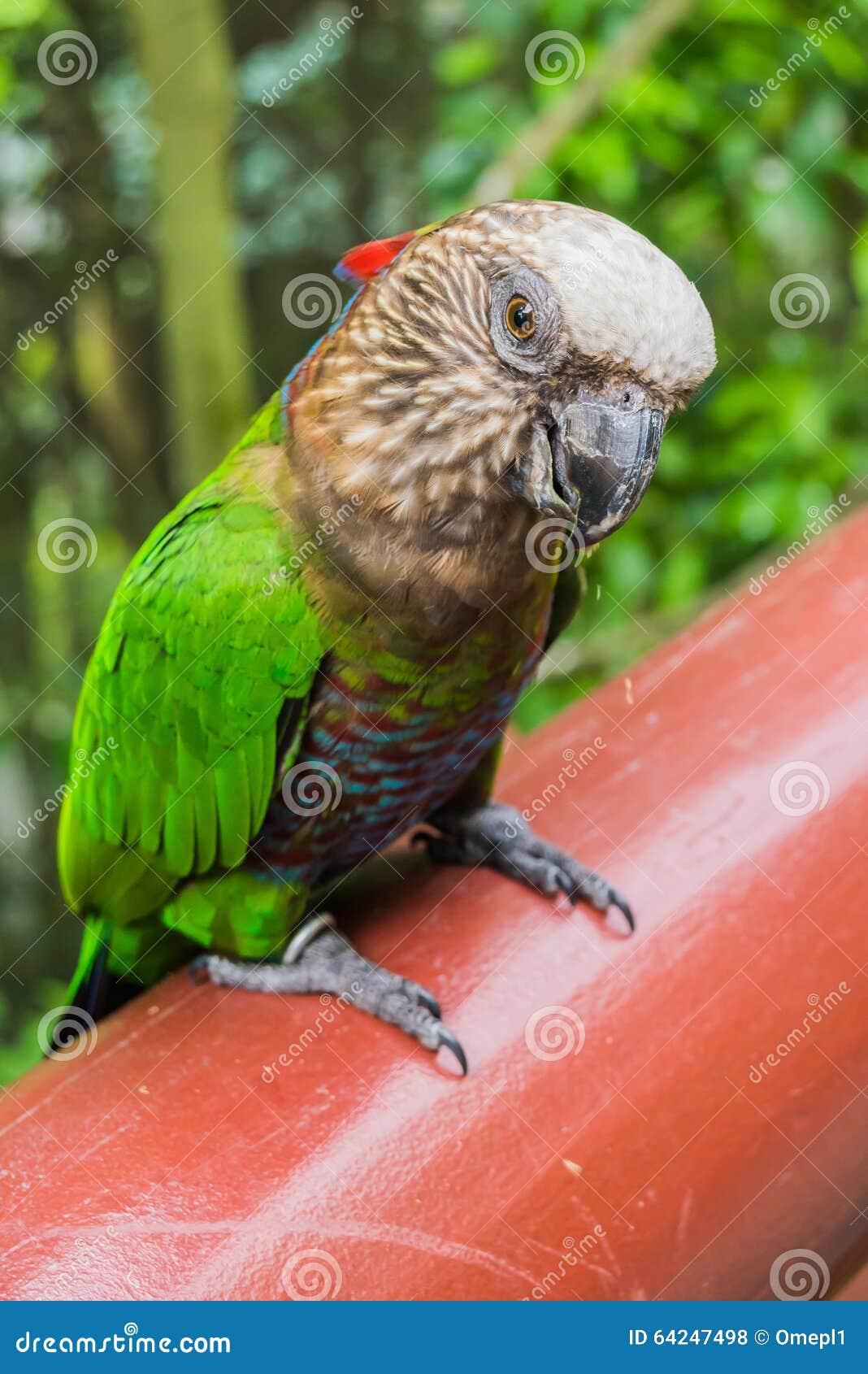 Red-fan parrot stock photo. Image of colorful, hawk, color - 64247498